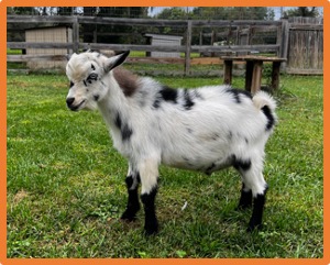 Kidding Schedule – Shalgo Farm