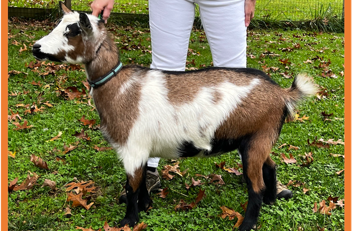 Shalgo Farm YU Pop Pop Poppy – Shalgo Farm