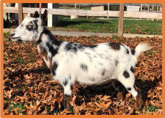 Kidding Schedule – Shalgo Farm