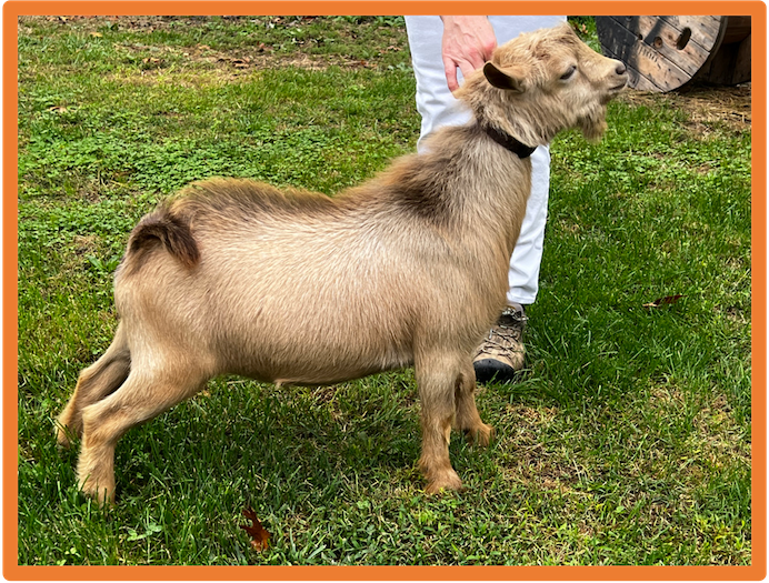 Kidding Schedule – Shalgo Farm