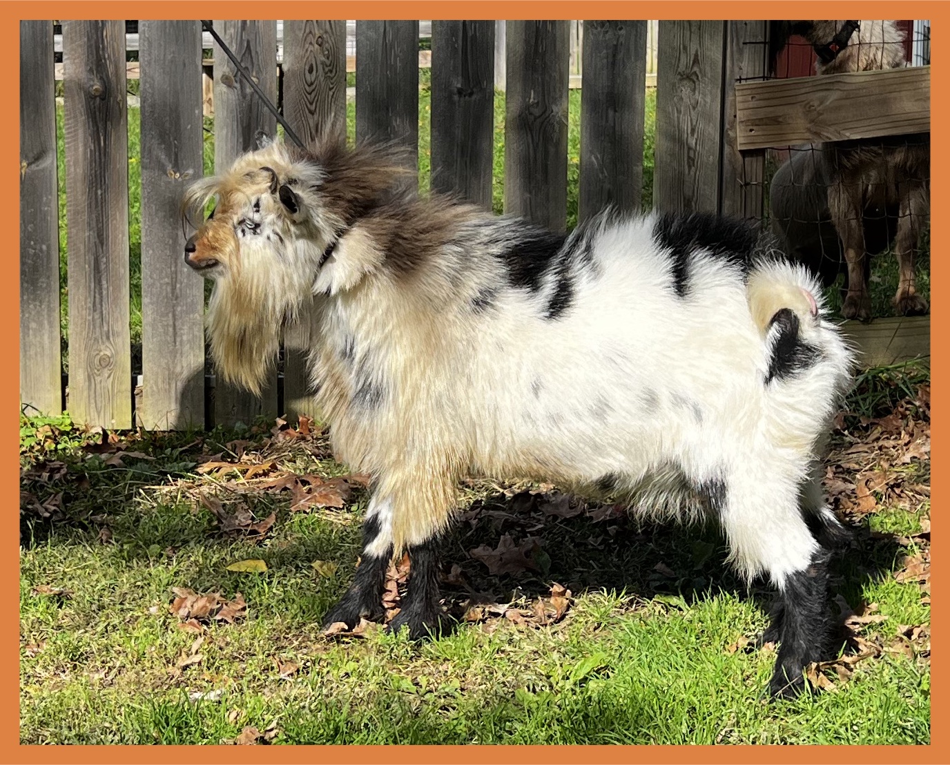 Kidding Schedule – Shalgo Farm